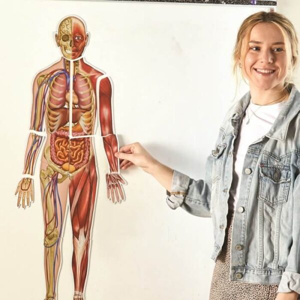 Learning Resources Double Sided Magnetic Human Body - Kiedler